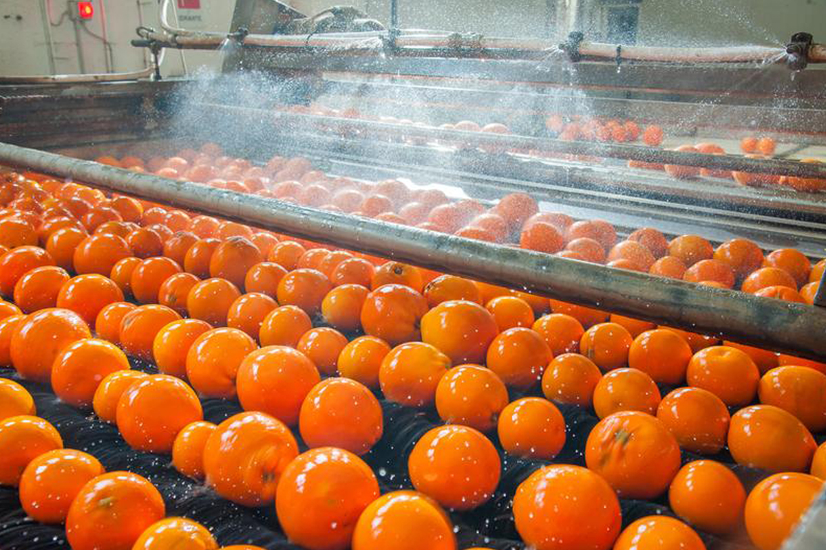 Marketlərdən Aldığınız Bu Meyvələr Ölüm Gətirir-Xərçəng Təhlükəsi Bir ...